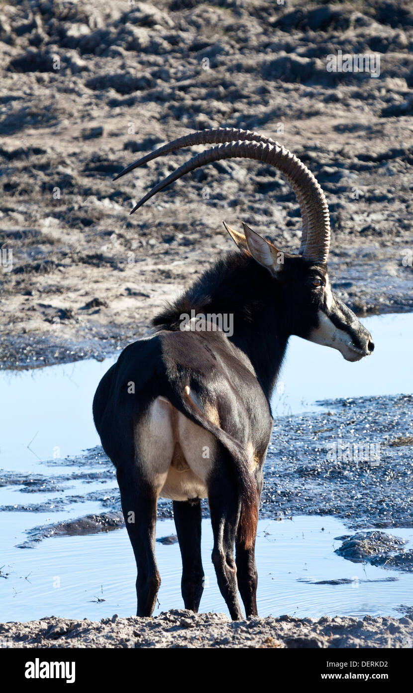 African antelope with curved horns hi-res stock photography and images ...