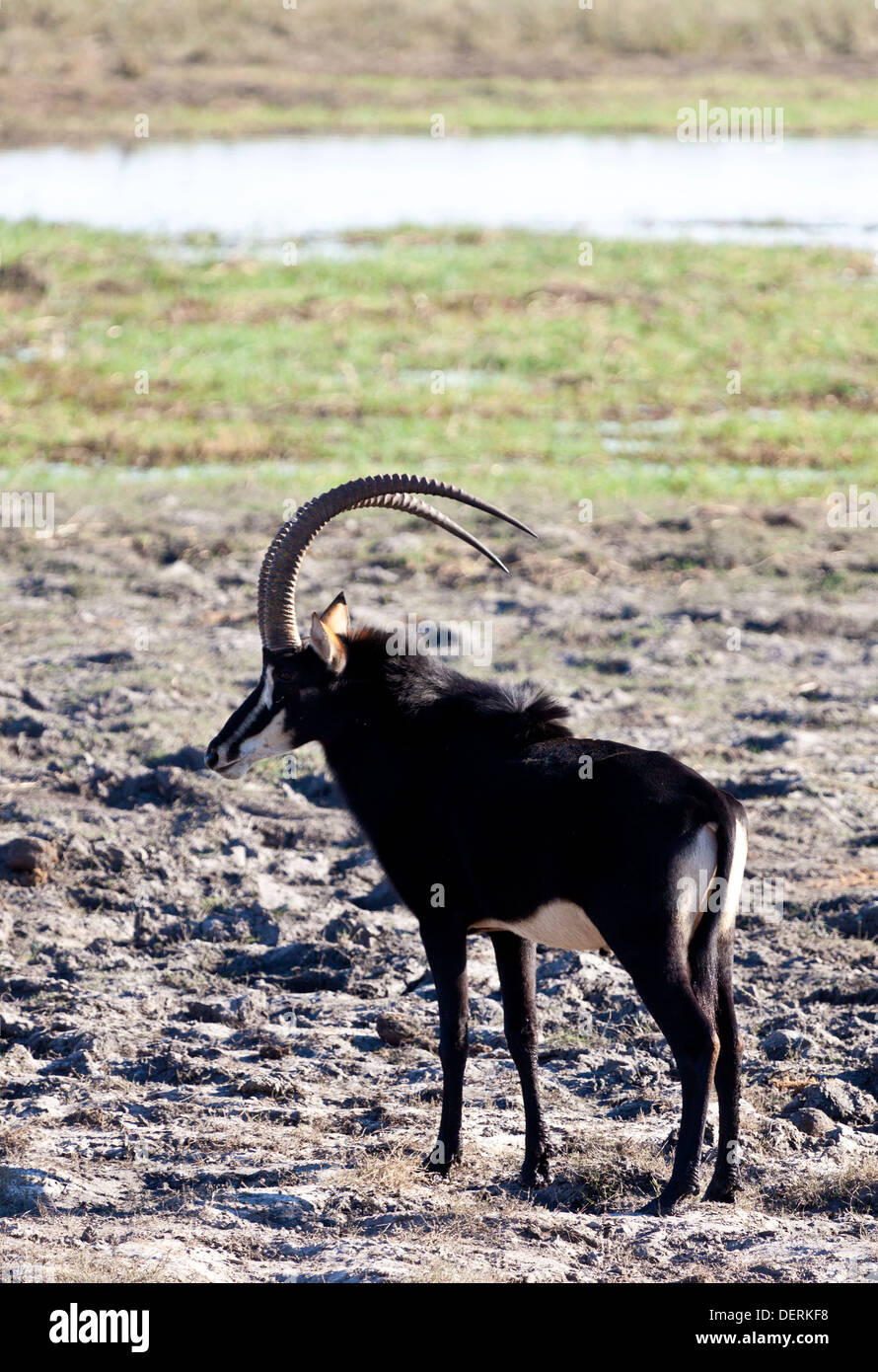 African antelope with curved horns hi-res stock photography and images ...