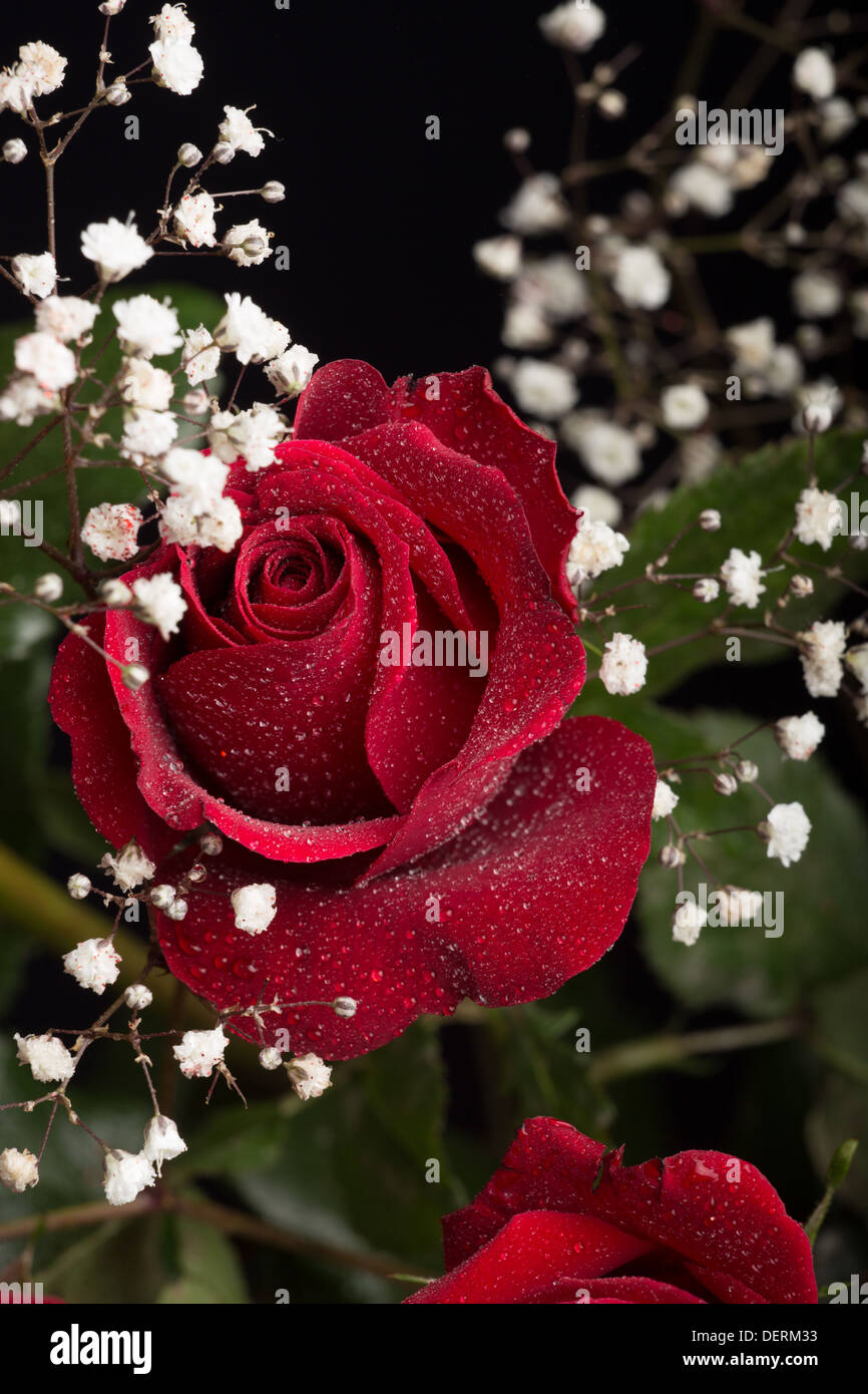Red rose bouquet babys breath hi-res stock photography and images - Alamy
