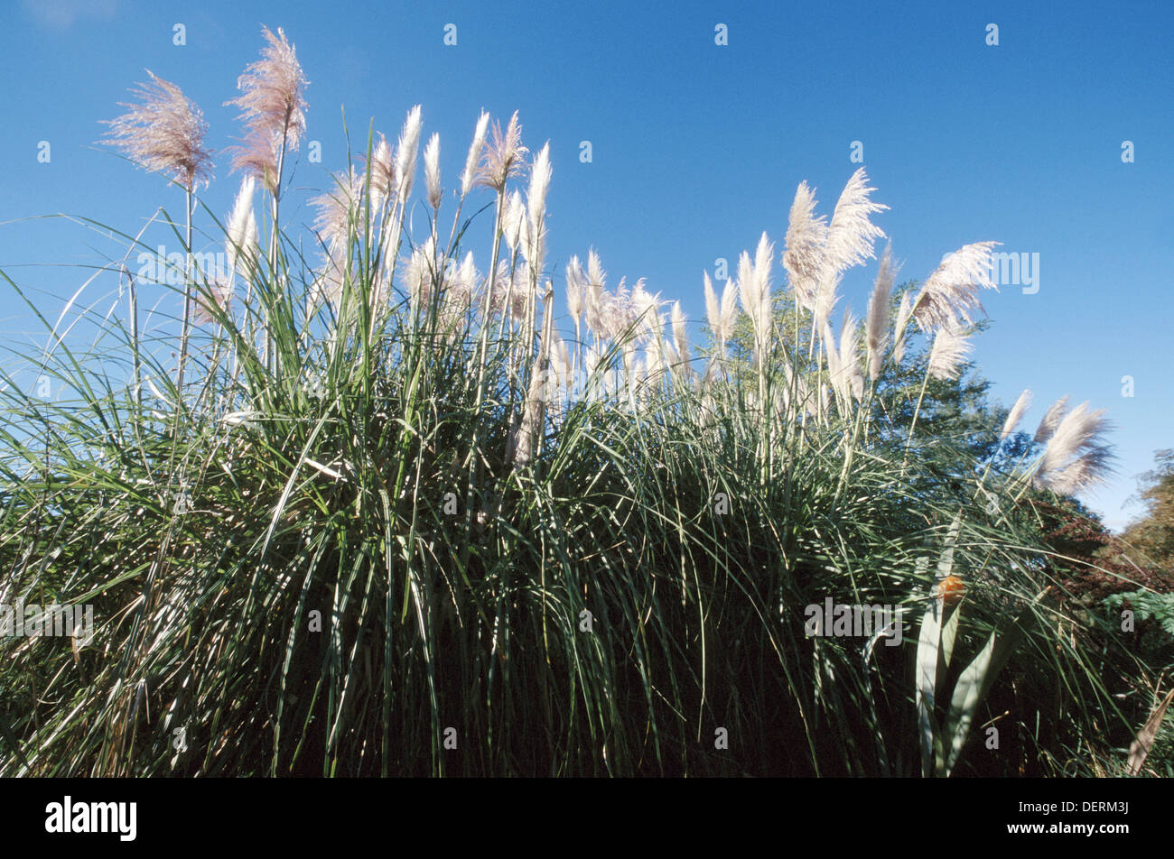 Toi Toi High Resolution Stock Photography and Images - Alamy