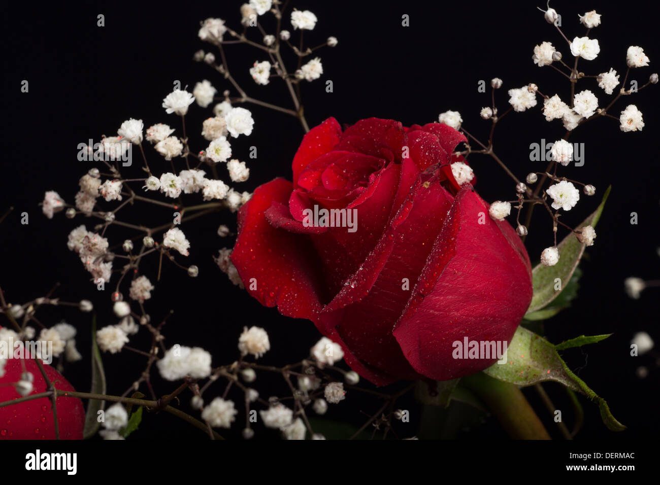 Red Rose With Babys Breath High Resolution Stock Photography and Images ...