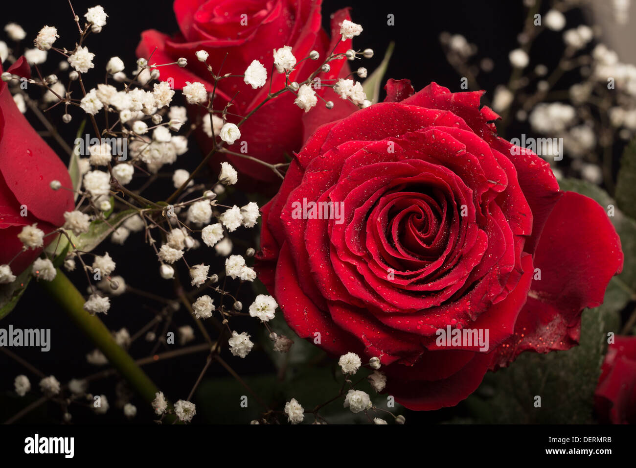 Red rose with babys breath hi-res stock photography and images - Alamy