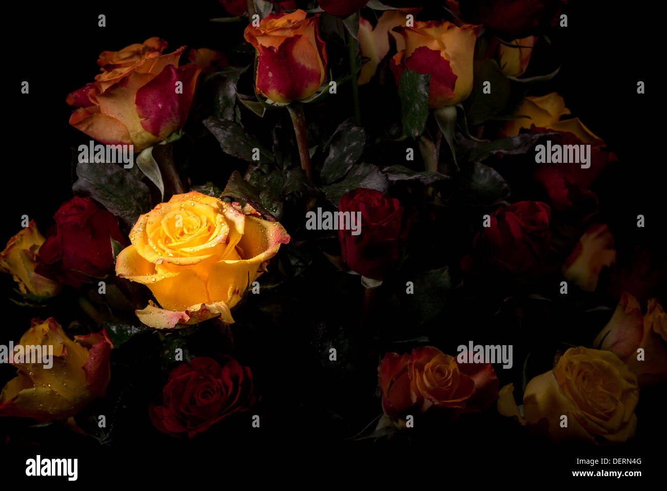 A beautiful rose glowing in a bouquet of red and yellow roses Stock ...