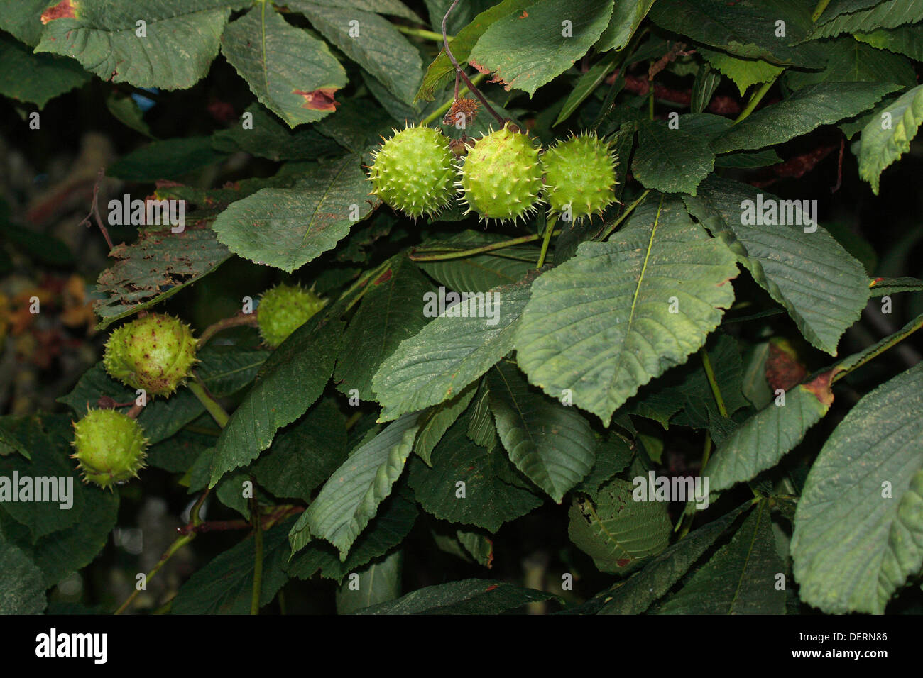 Chest nuts hi-res stock photography and images - Alamy