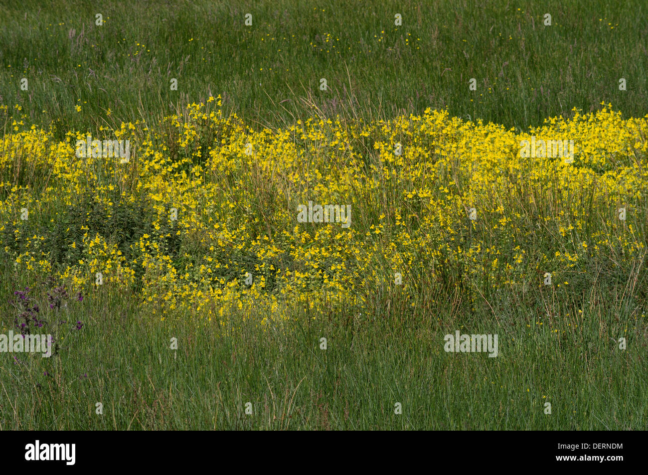 Agricultural landscape at Drumelzier, Scottish Borders, upper Tweed ...