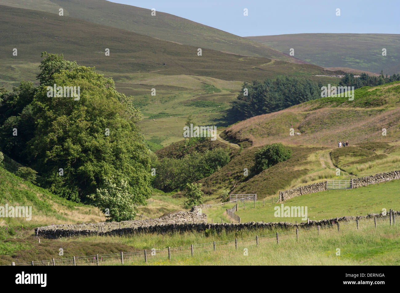 Agricultural landscape at Drumelzier, Scottish Borders, upper Tweed ...