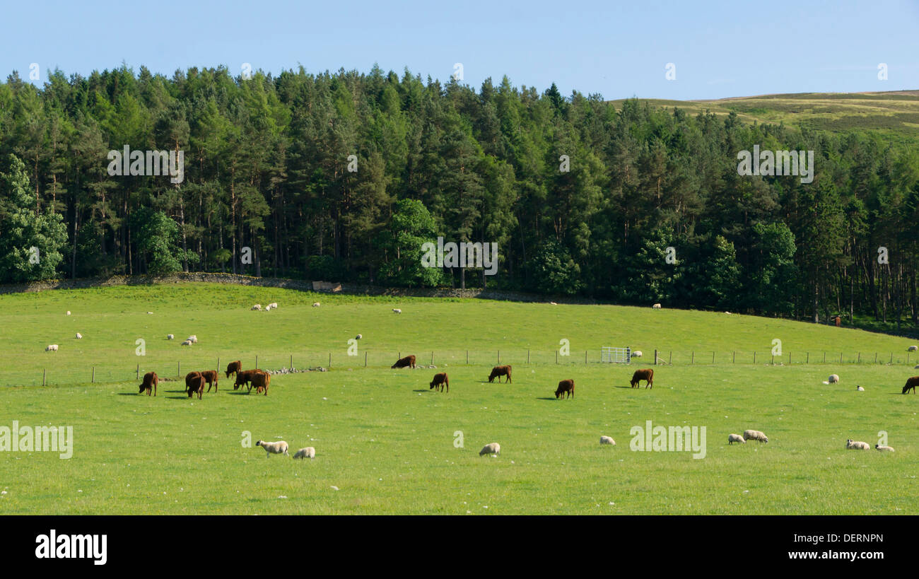Agricultural landscape at Drumelzier, Scottish Borders, upper Tweed ...