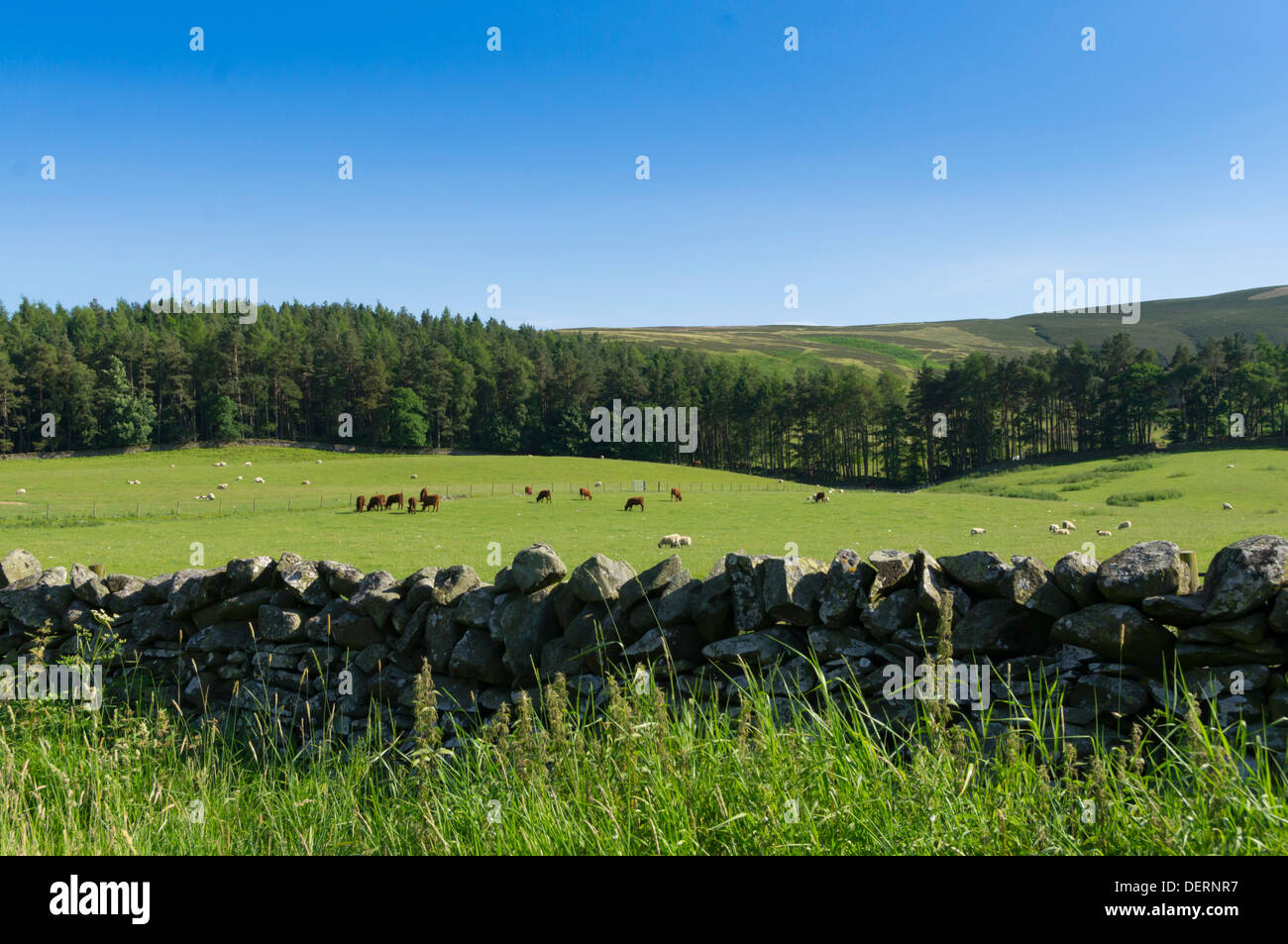 Agricultural landscape at Drumelzier, Scottish Borders, upper Tweed ...