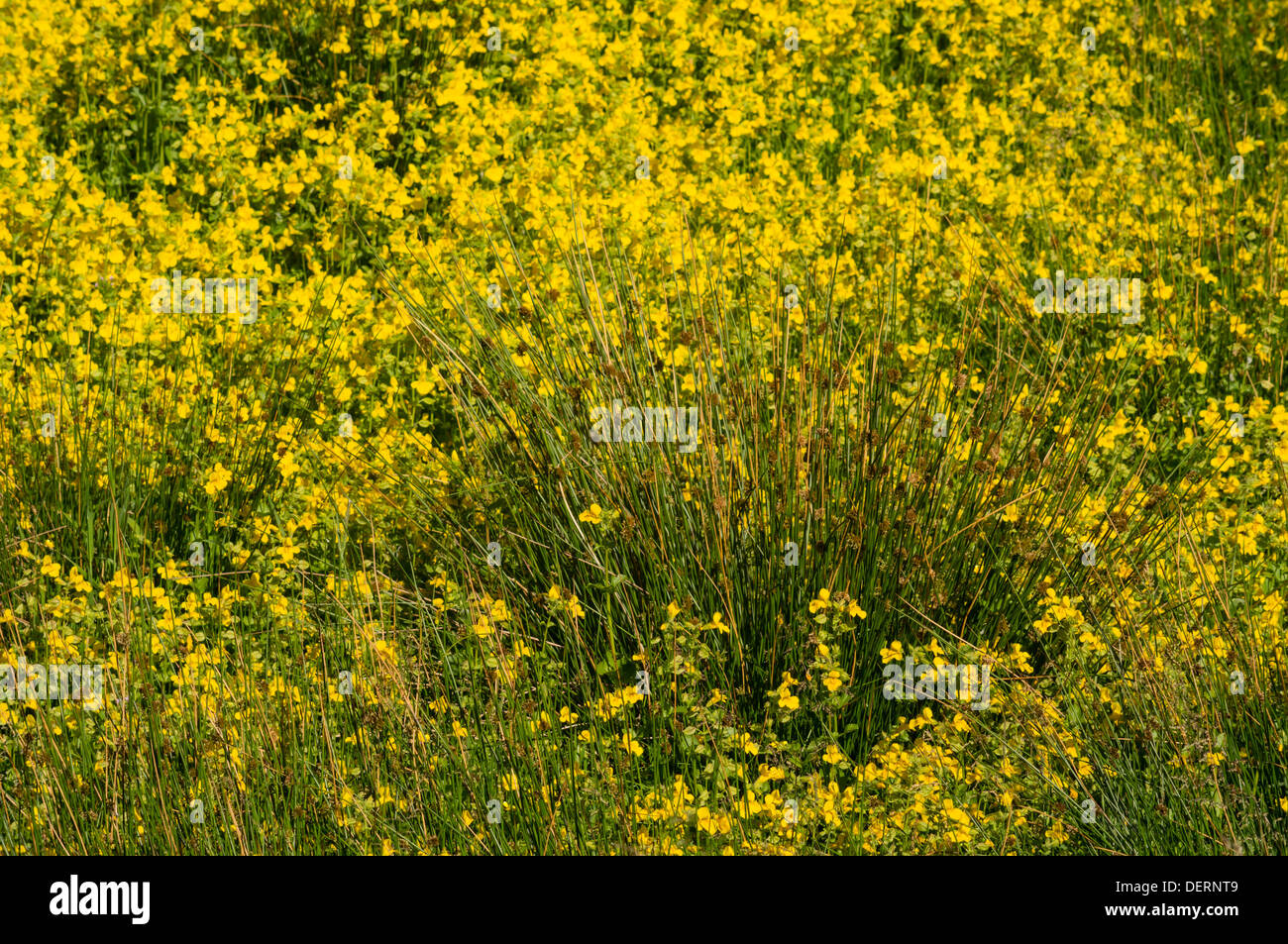 Agricultural landscape at Drumelzier, Scottish Borders, upper Tweed ...