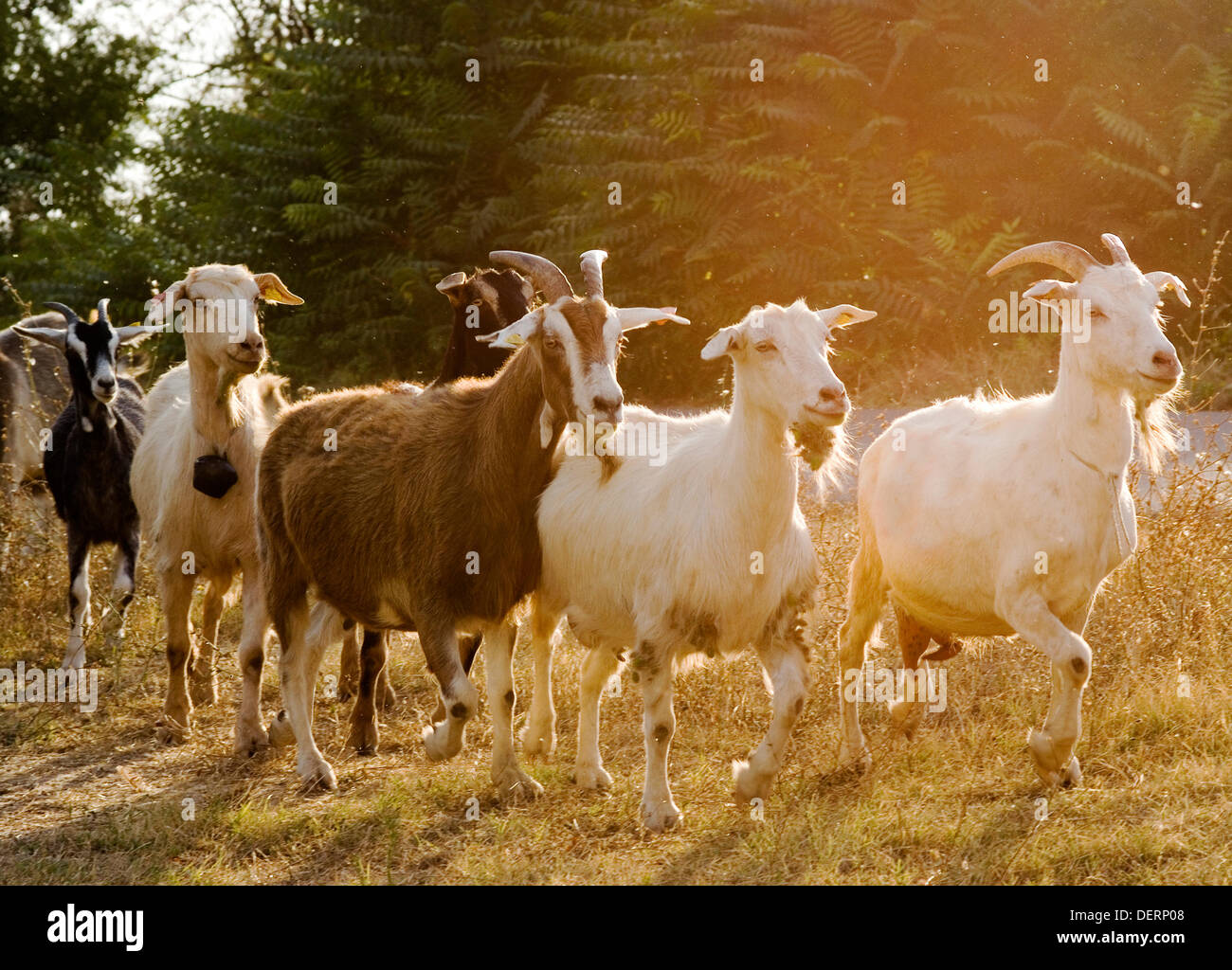 Bulgaria September 23rd 2013: Goats walk through a village at foothills ...