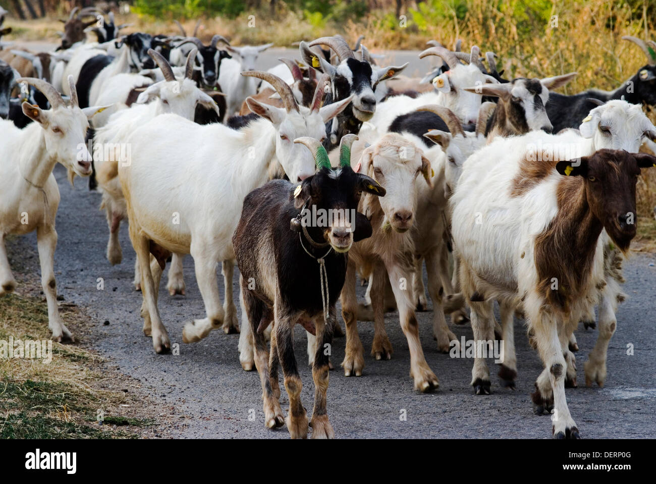Bulgaria September 23rd 2013: Goats walk through a village at foothills ...