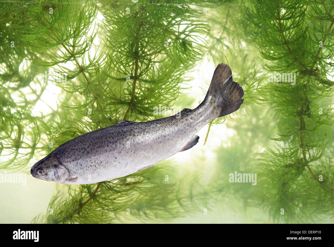 Predator plants hi-res stock photography and images - Alamy