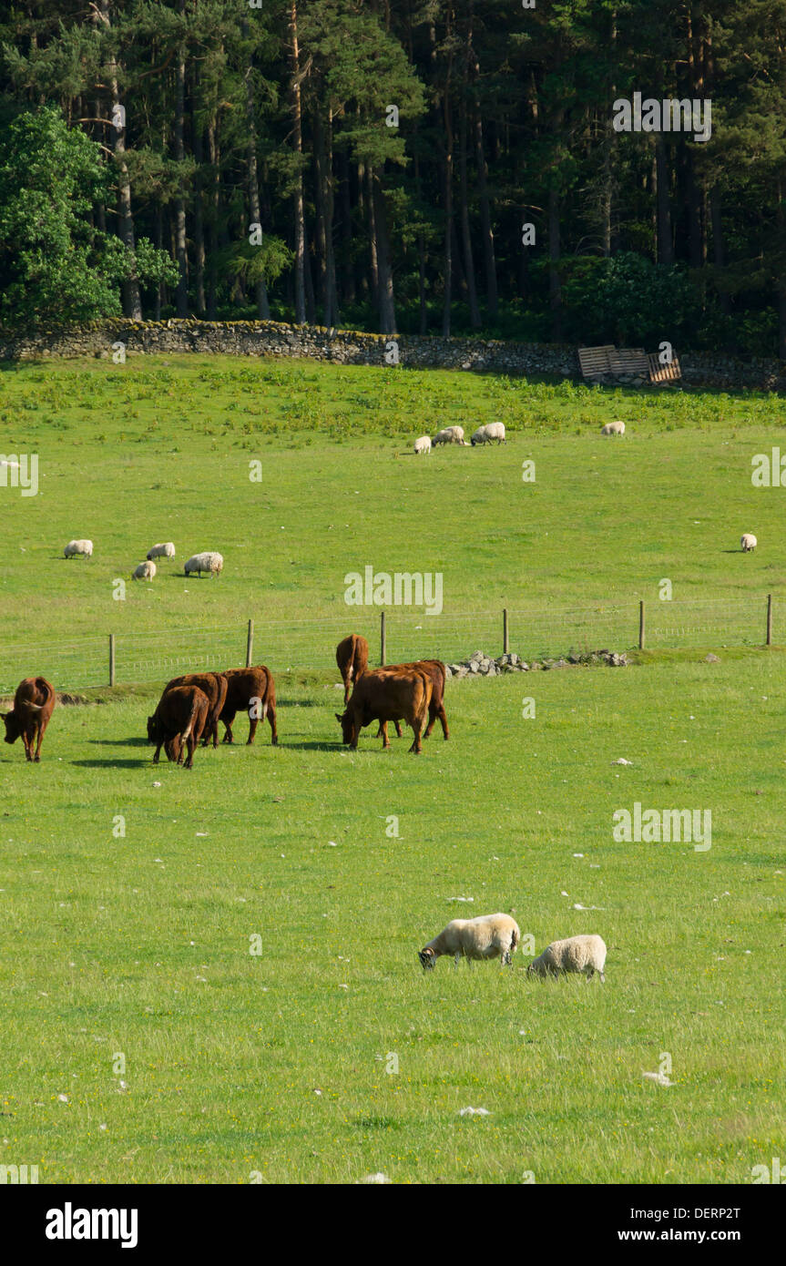 Agricultural landscape at Drumelzier, Scottish Borders, upper Tweed ...