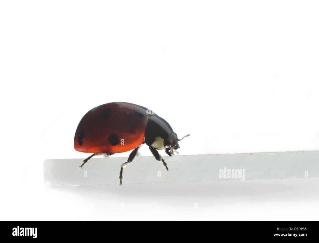 red ladybug on white background Stock Photo - Alamy
