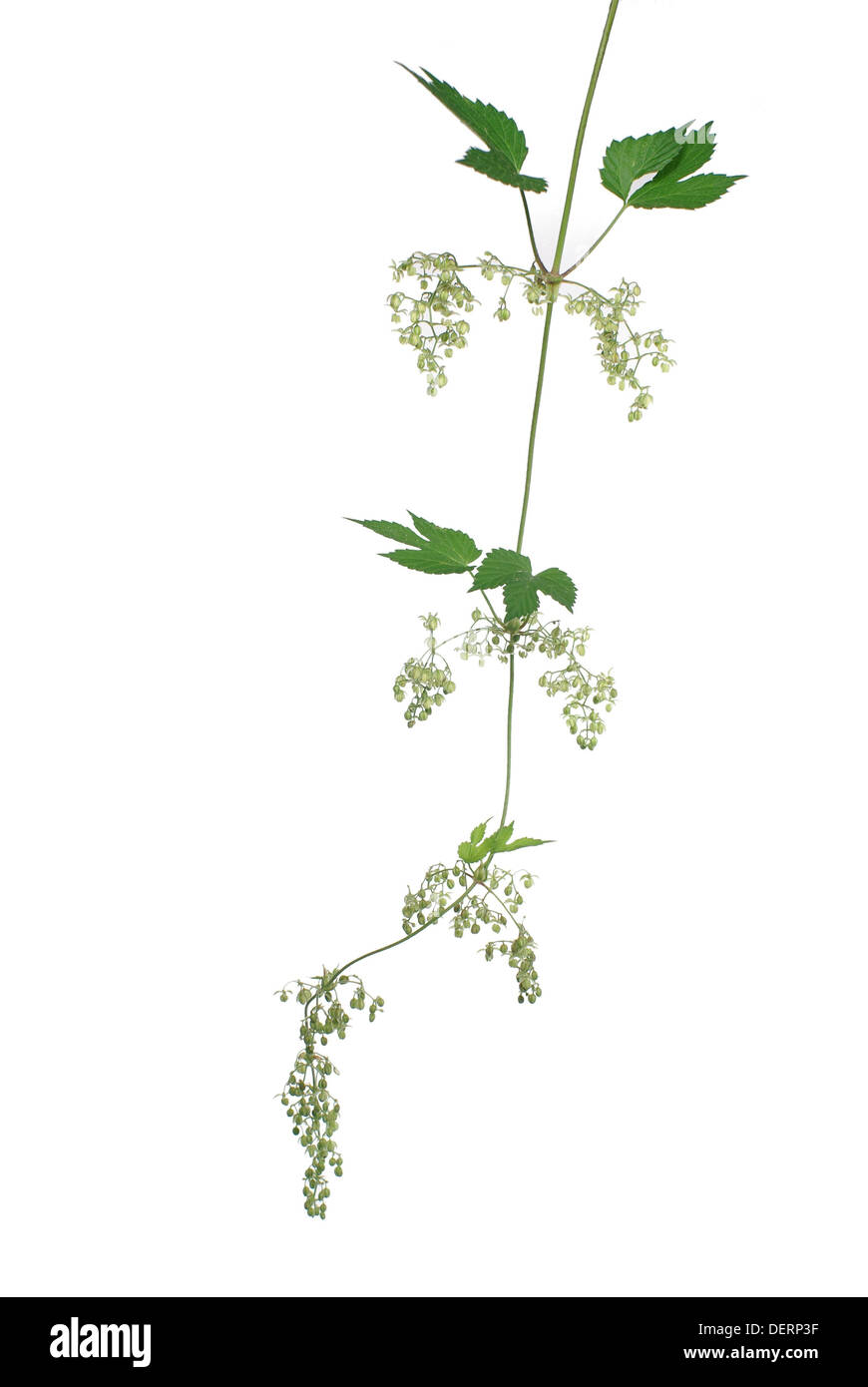 Hop flower hi-res stock photography and images - Alamy