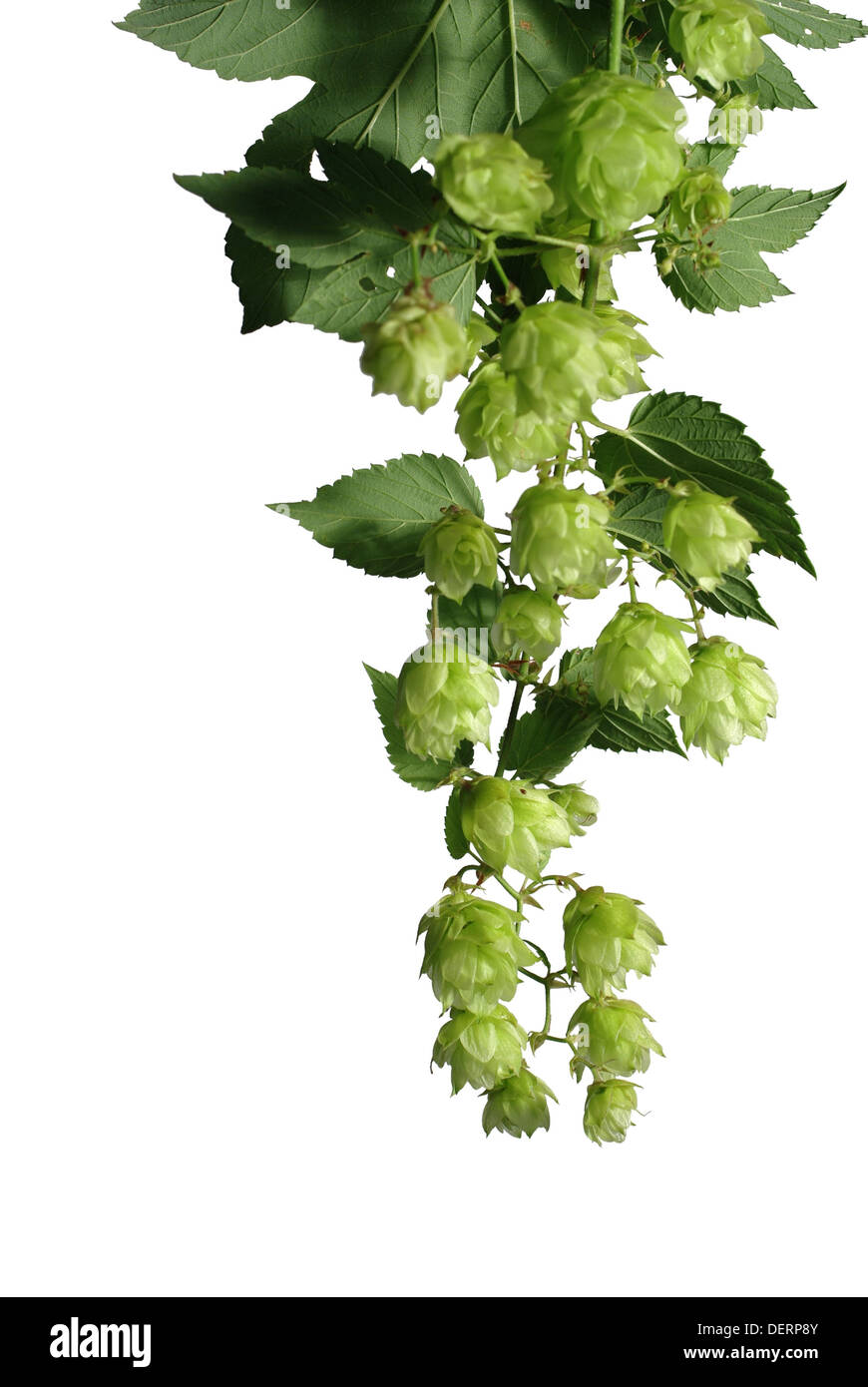 the cone of hop from leaves on white background Stock Photo - Alamy