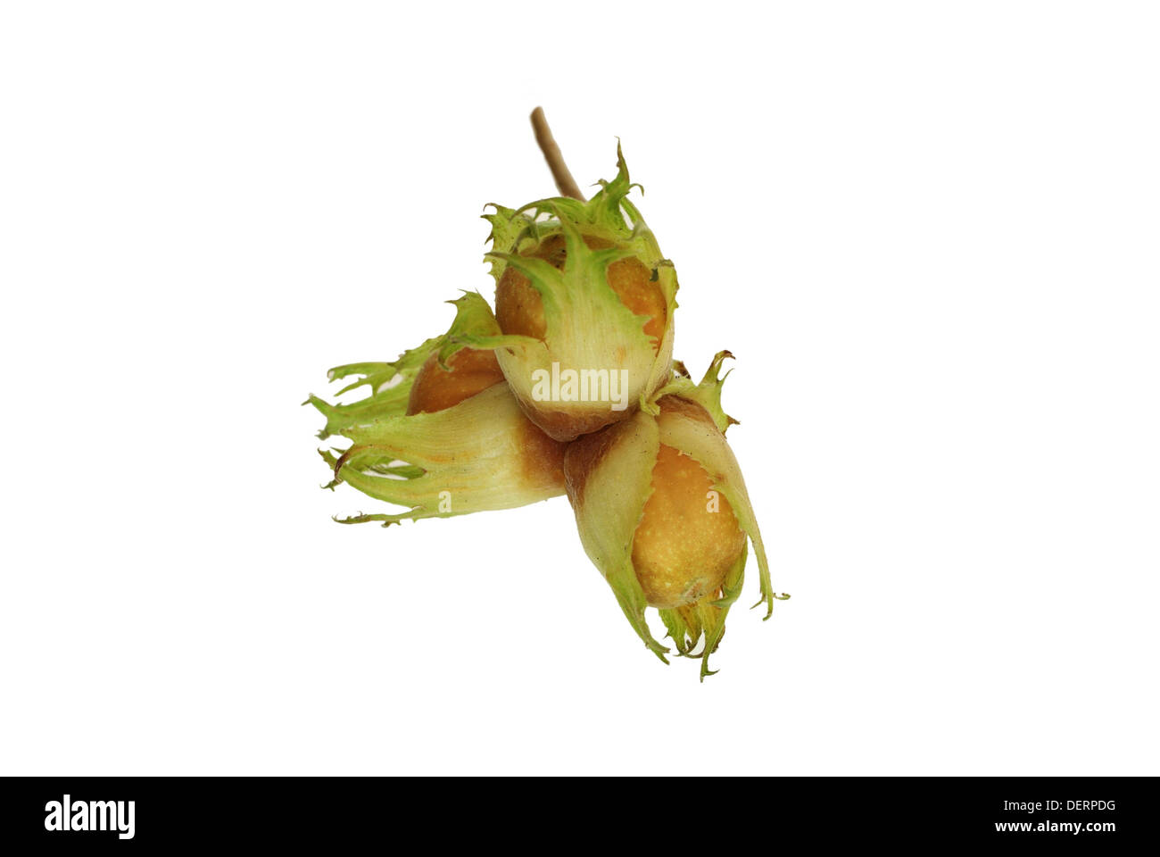 three hazelnuts in shells on white background Stock Photo - Alamy