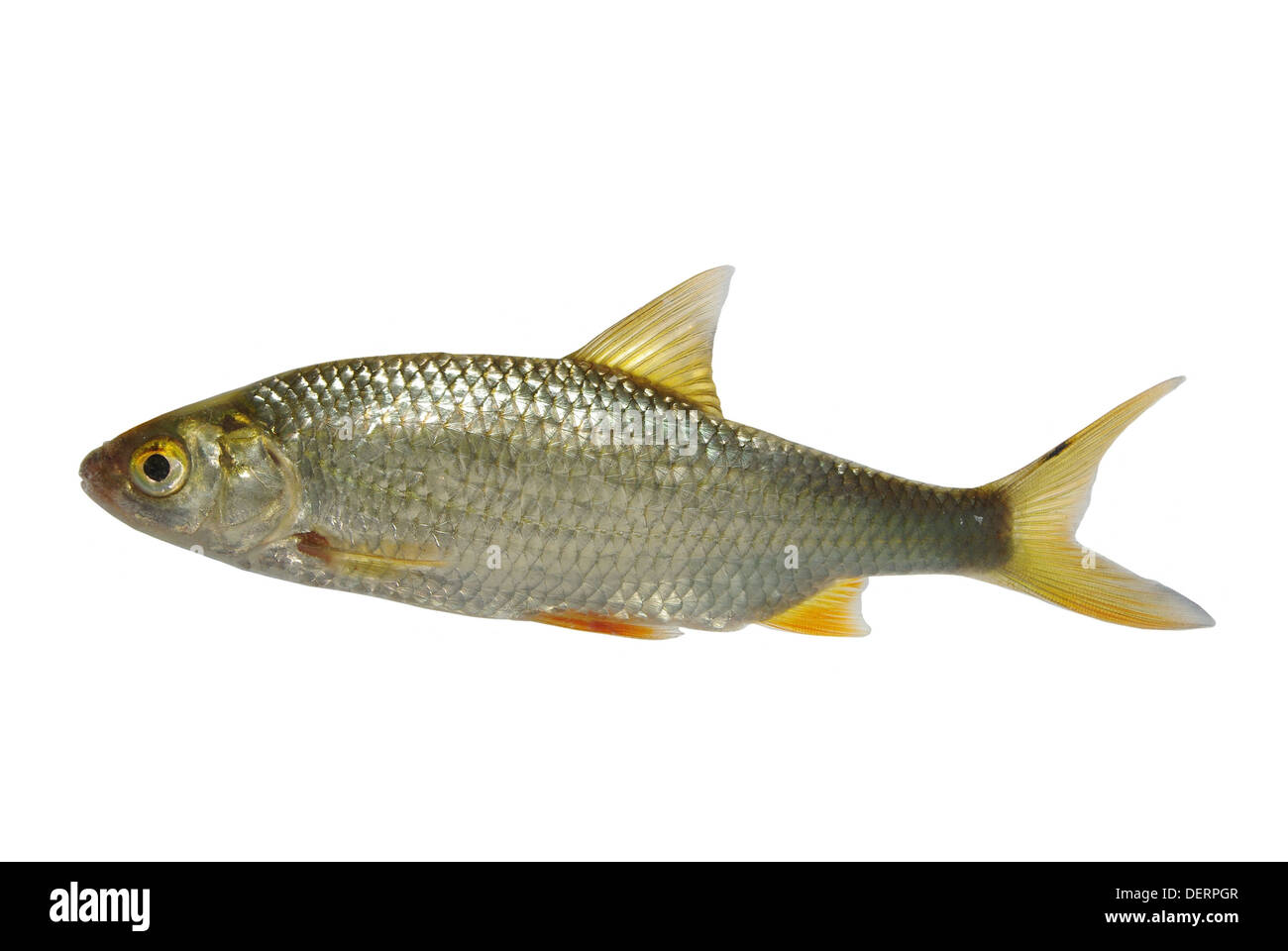 Silver fish hi-res stock photography and images - Alamy