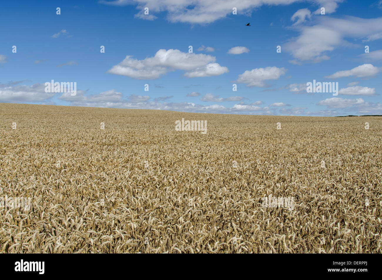 Beautiful wheat field sky hi-res stock photography and images - Alamy
