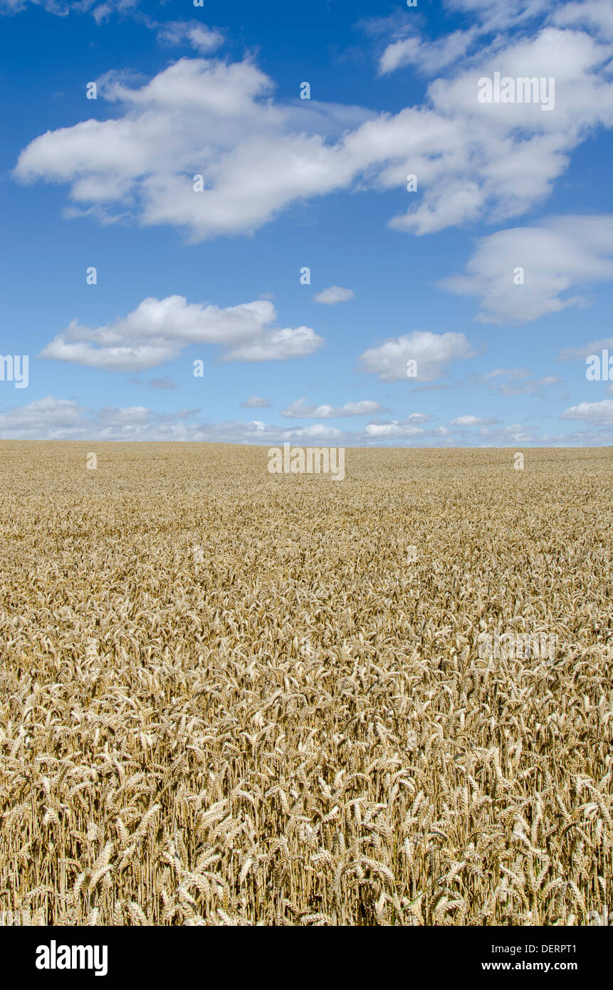 Beautiful wheat field sky hi-res stock photography and images - Alamy