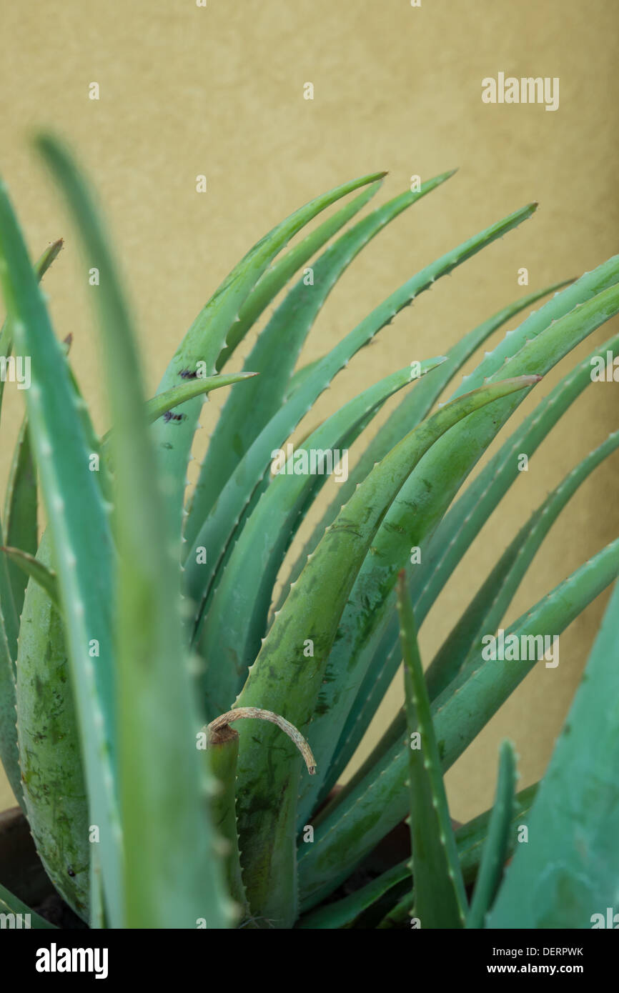 Sap healing aruba hi-res stock photography and images - Alamy