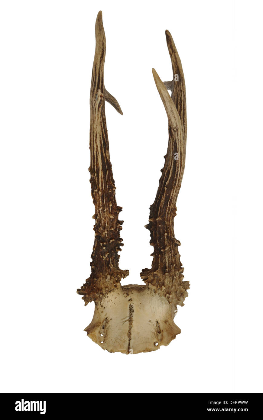 Roe deer horns hi-res stock photography and images - Alamy