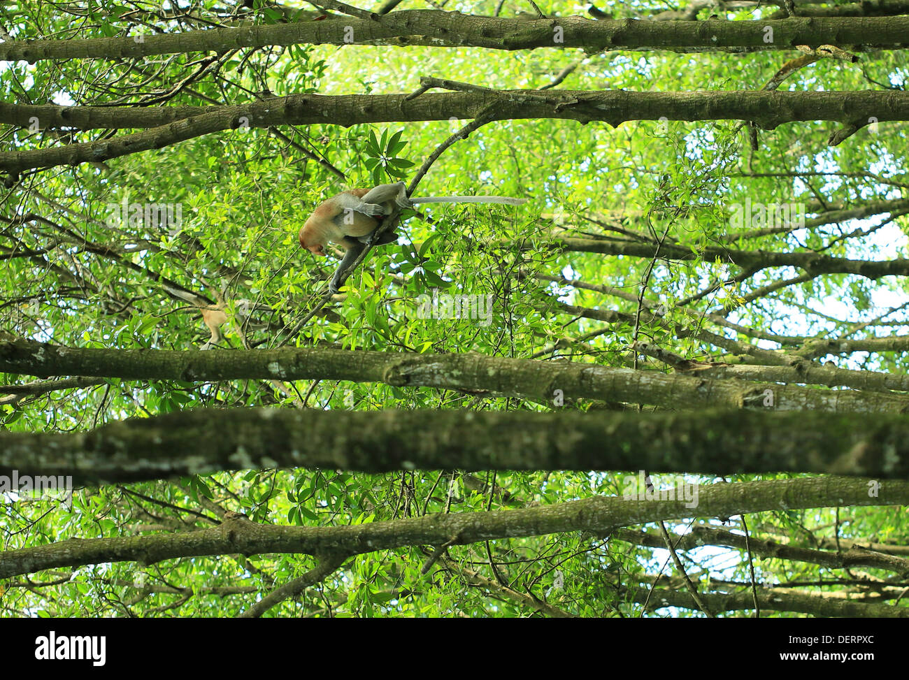 Long nosed monkey called Bekantan in mangrove forest in Tarakan ...