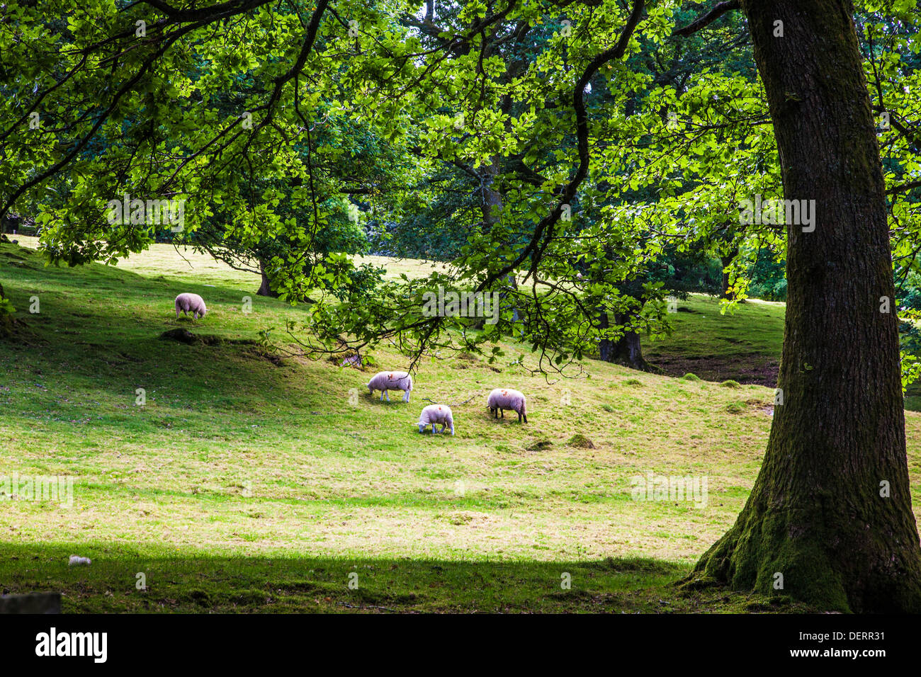 Welsh hills with sheep High Resolution Stock Photography and Images - Alamy