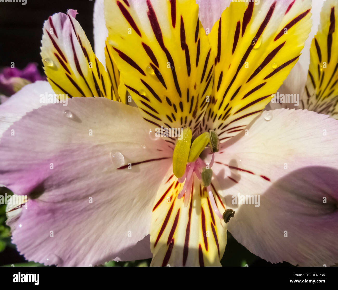Alstromeria High Resolution Stock Photography and Images - Alamy
