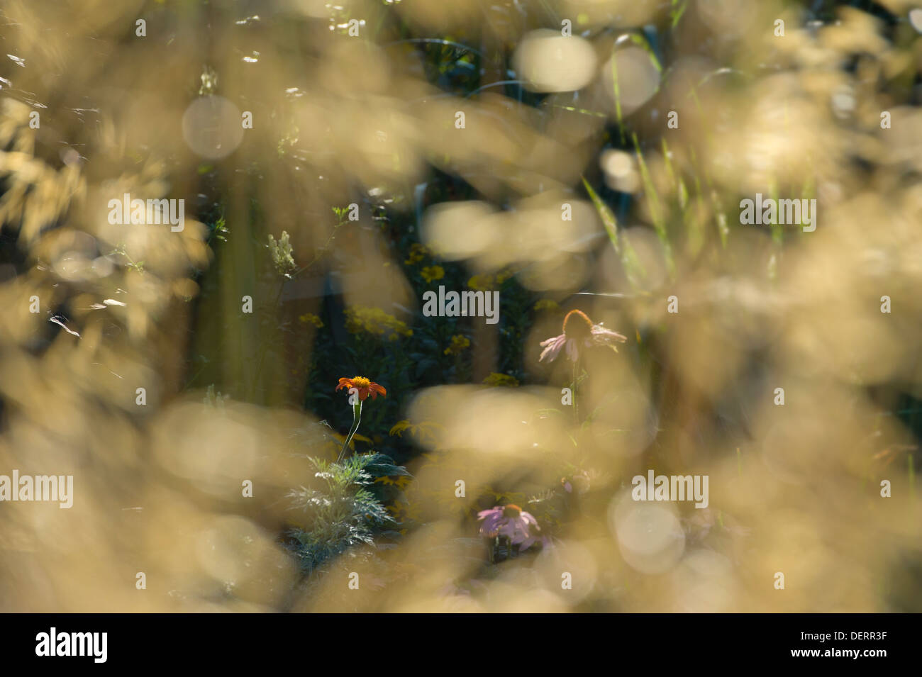 Autumn flower border hi-res stock photography and images - Alamy