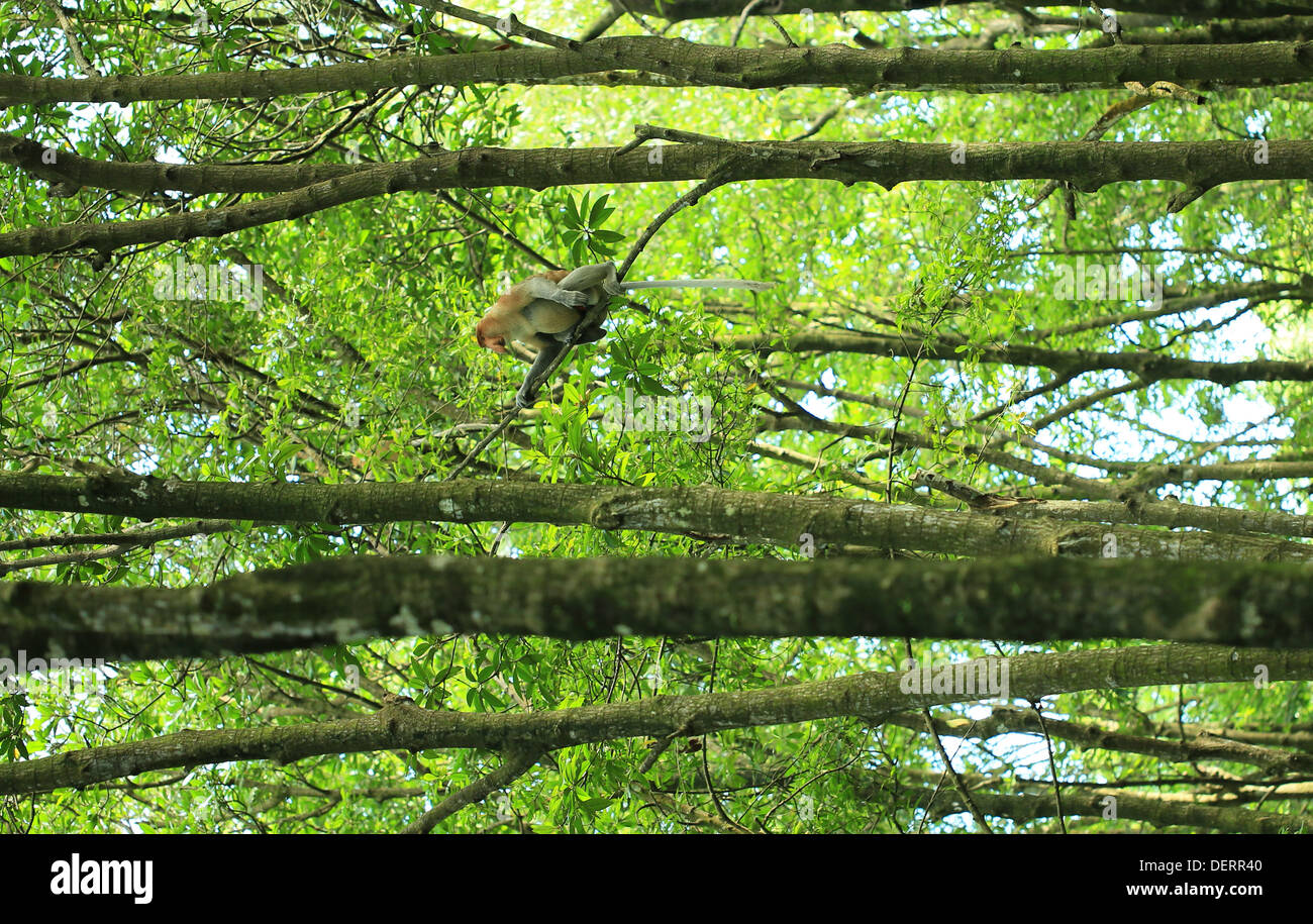 Long nosed monkey called Bekantan in mangrove forest in Tarakan ...