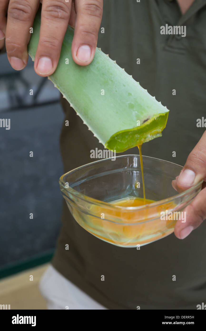aloe vera plant close-up Stock Photo - Alamy