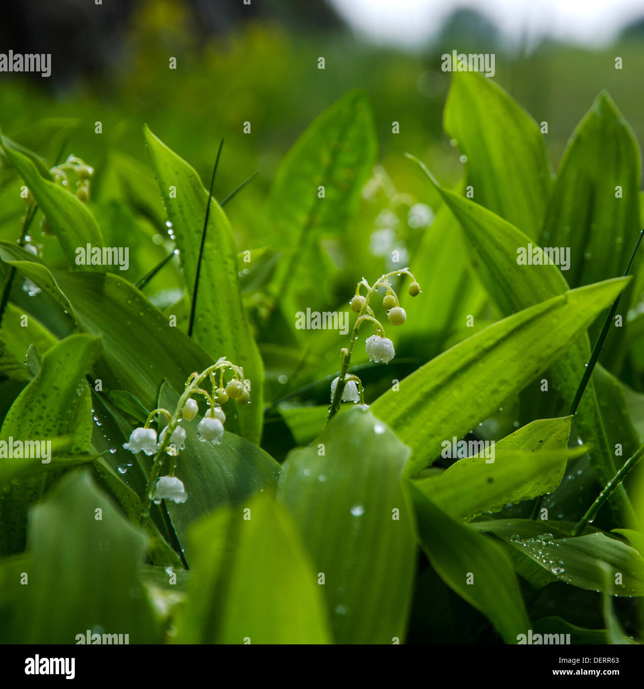 Lily rain drops hi-res stock photography and images - Alamy