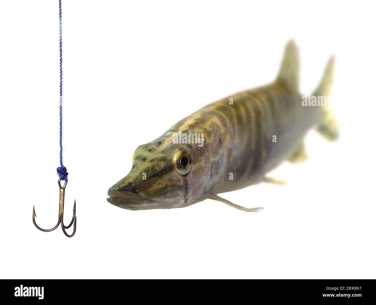 Silver pike hi-res stock photography and images - Alamy
