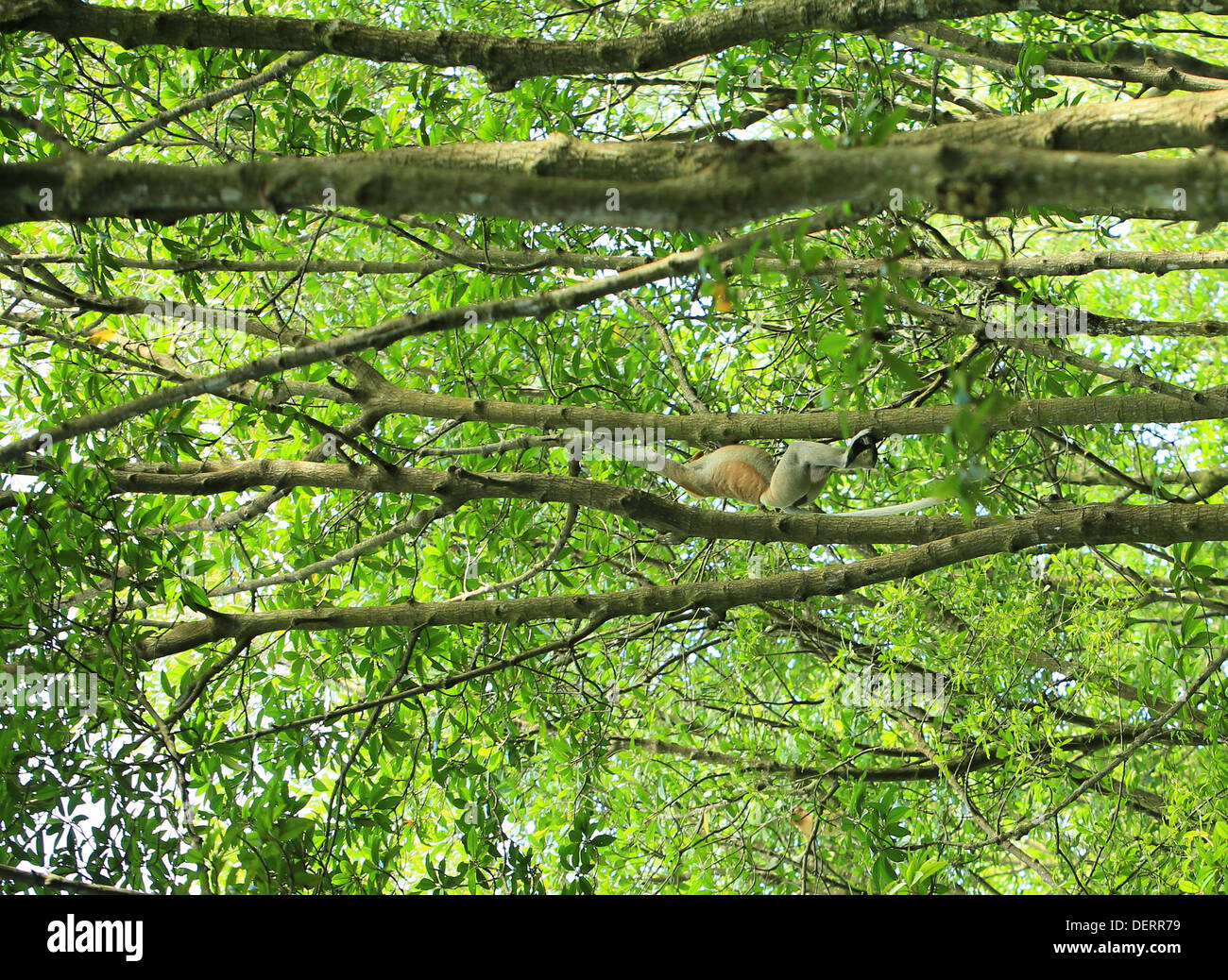 Long nosed monkey called Bekantan in mangrove forest in Tarakan ...