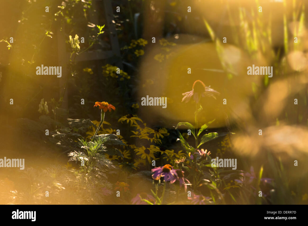 Autumn flower border hi-res stock photography and images - Alamy