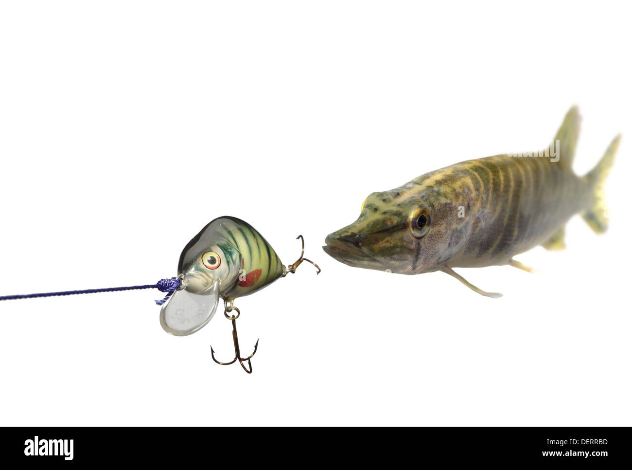 chasing on white background artificial bait pike Stock Photo - Alamy