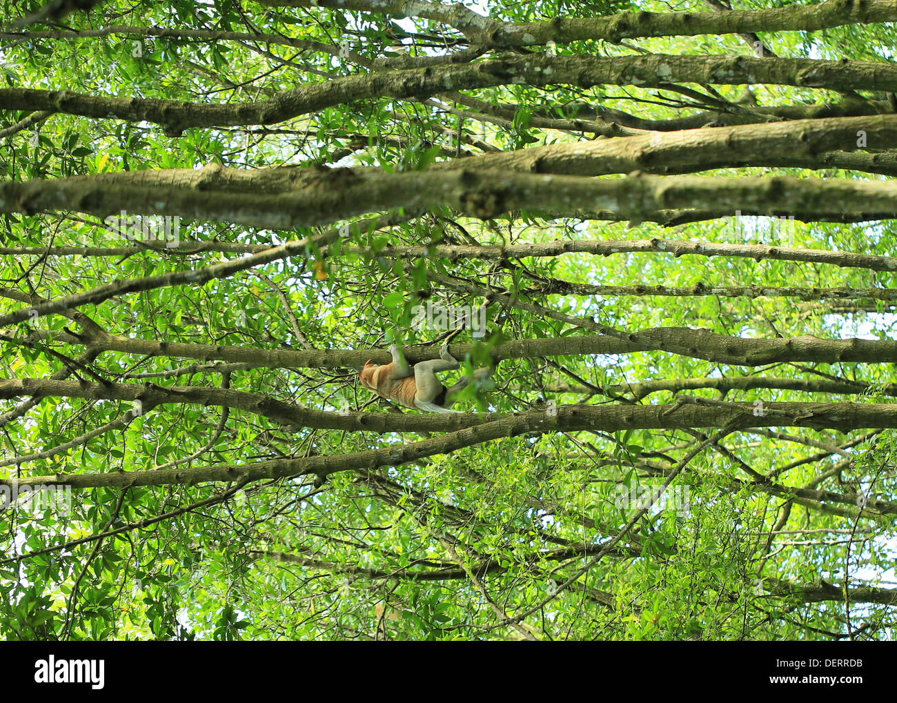 Long nosed monkey called Bekantan in mangrove forest in Tarakan ...
