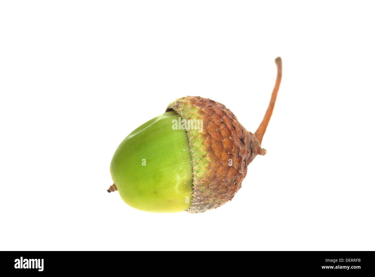 green acorn on white background Stock Photo - Alamy