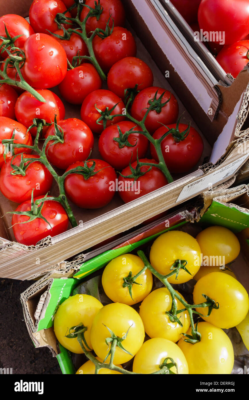 Golden tomatoes hi-res stock photography and images - Alamy