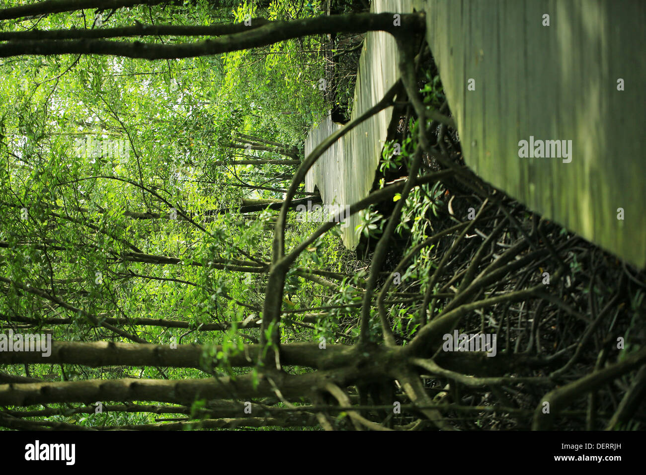 Long nosed monkey called Bekantan in mangrove forest in Tarakan ...