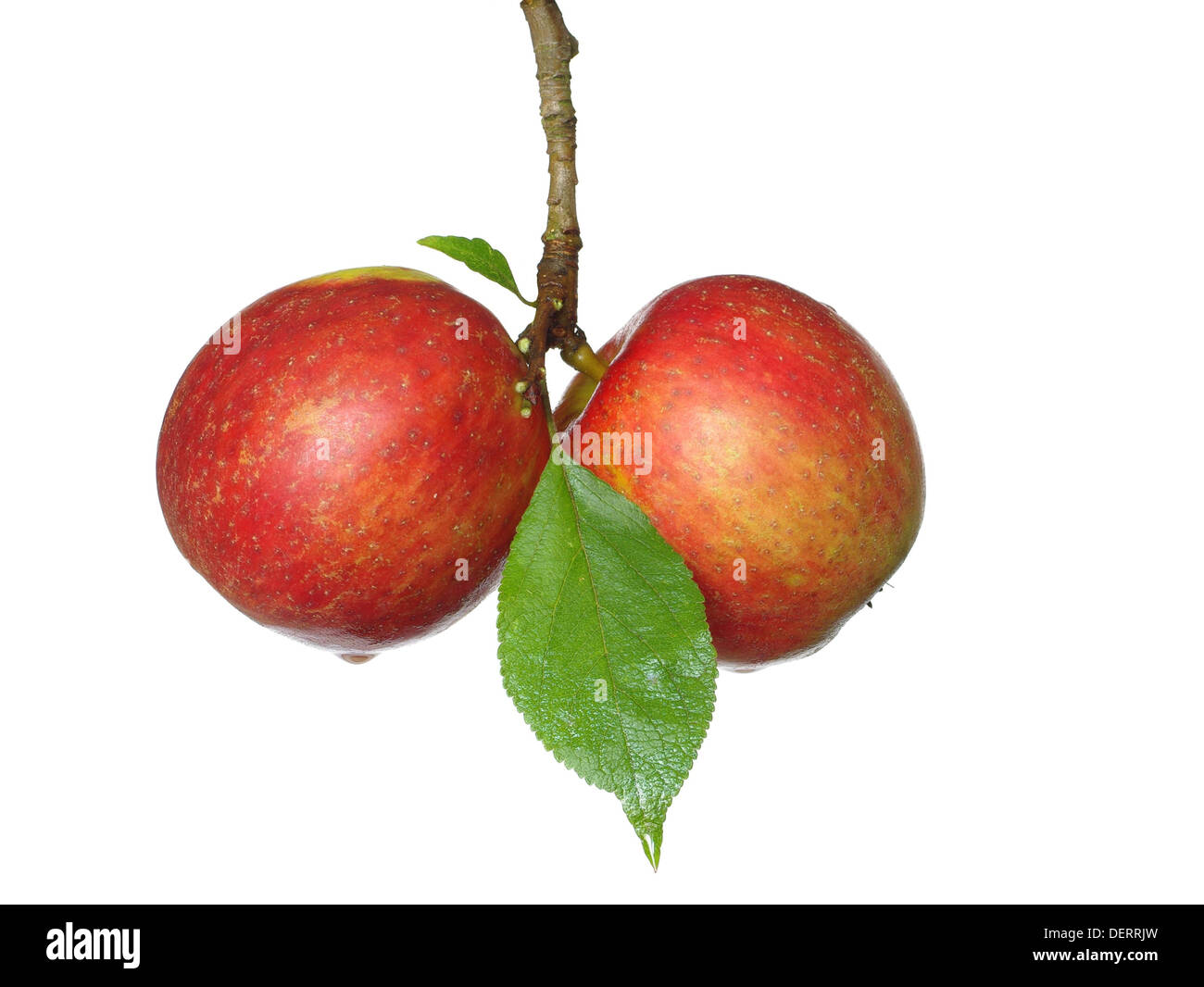 two appetizing apples from leaflet on white background Stock Photo - Alamy