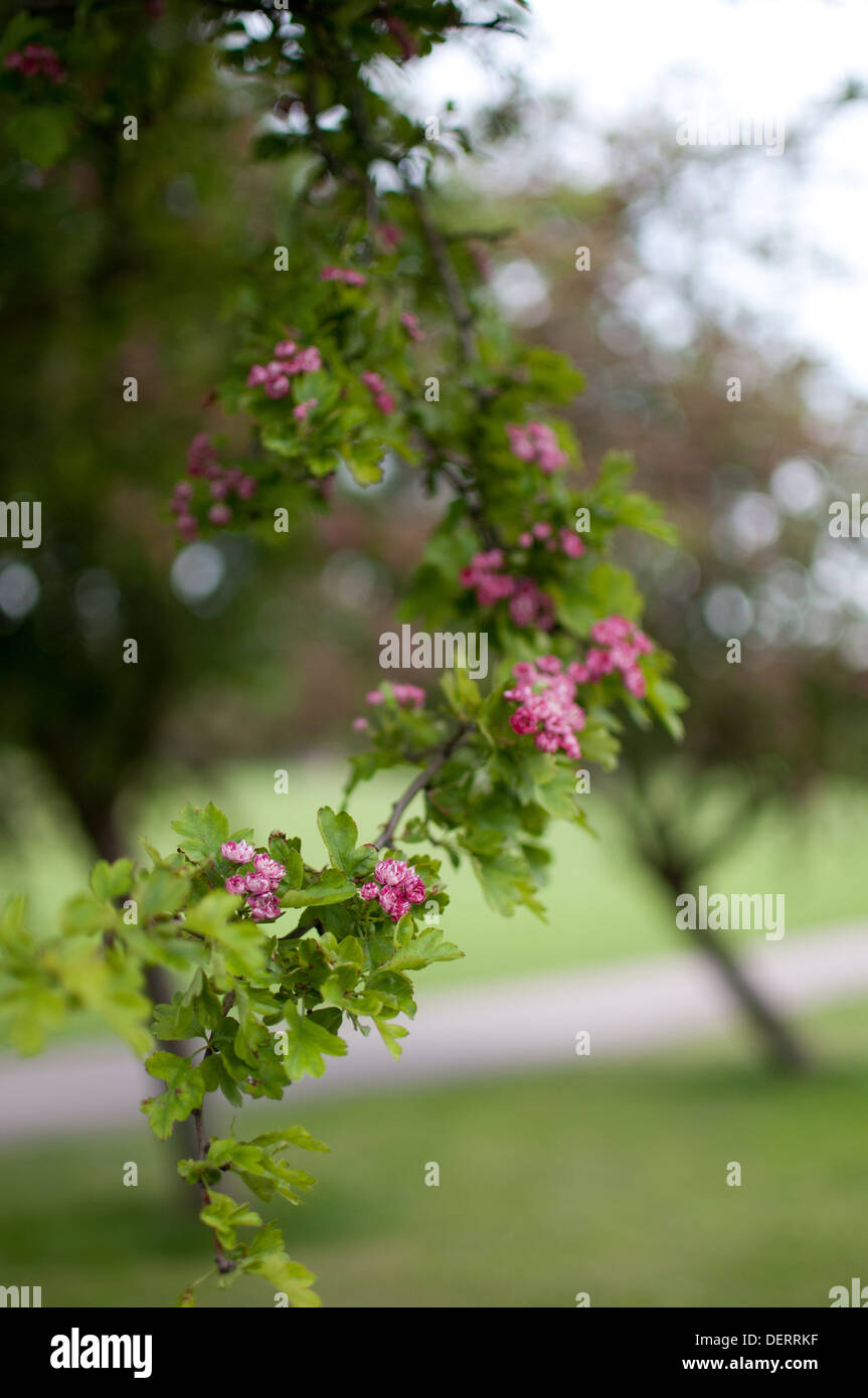 Hawthorne Tree branch Stock Photo - Alamy
