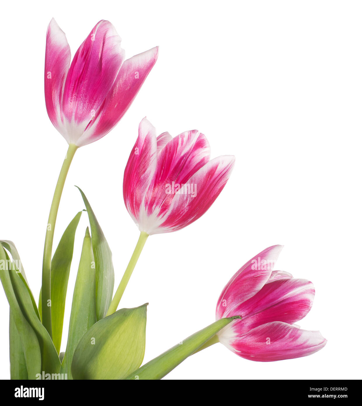 Bunch pink tulips water Cut Out Stock Images & Pictures - Alamy