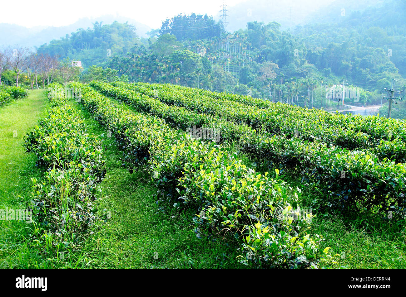 Black tea field not india hi-res stock photography and images - Alamy