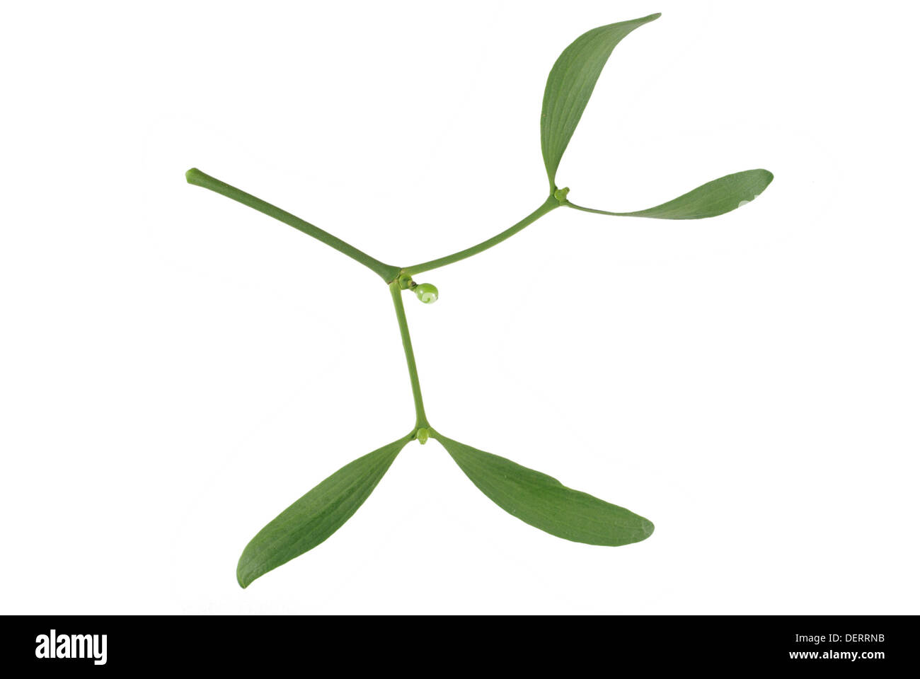 photo of mistletoe on white background Stock Photo - Alamy