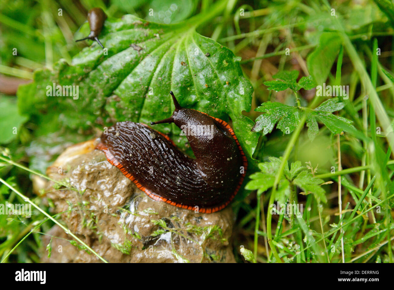 Slugs hi-res stock photography and images - Alamy