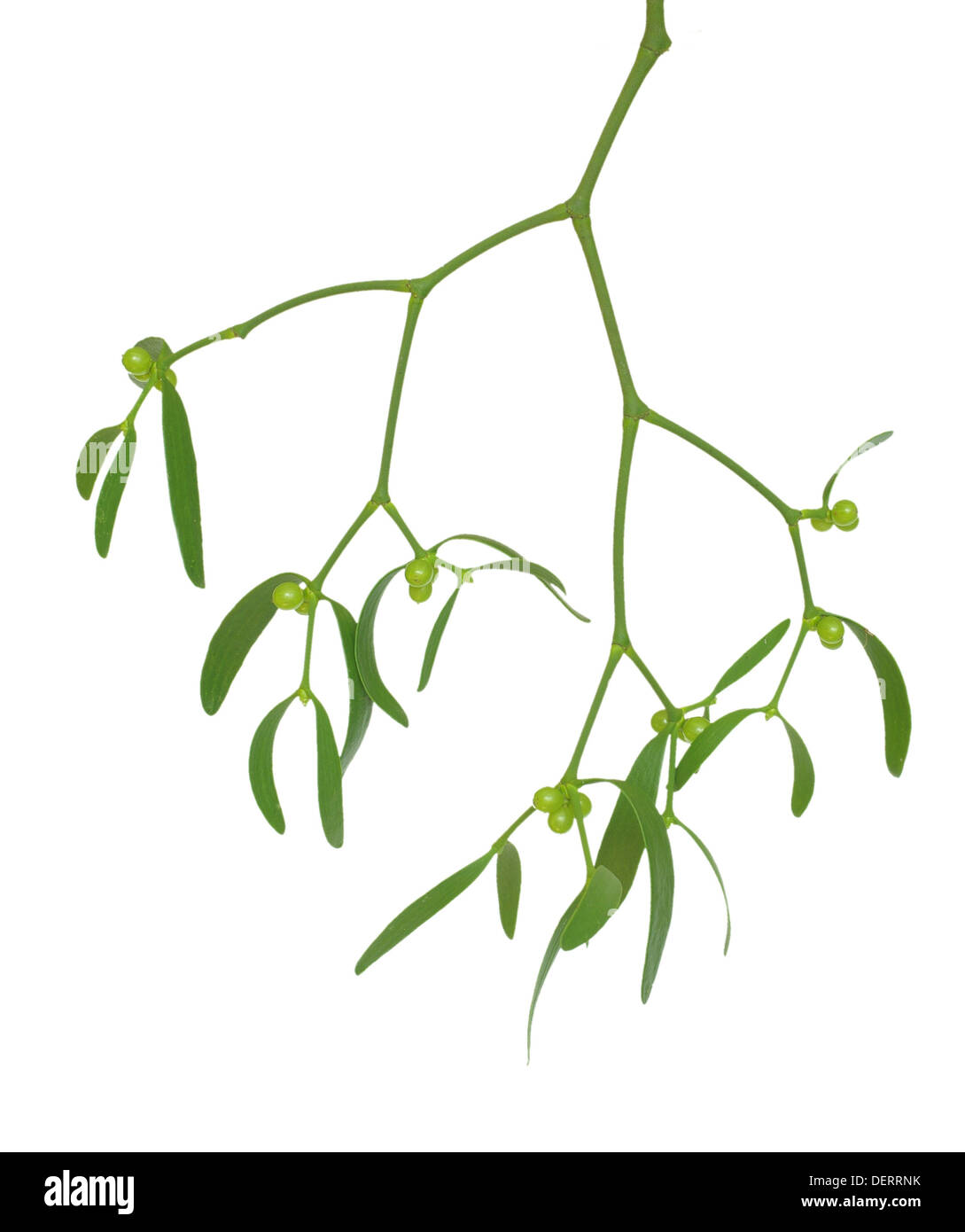 green mistletoe from fruit on white background Stock Photo - Alamy