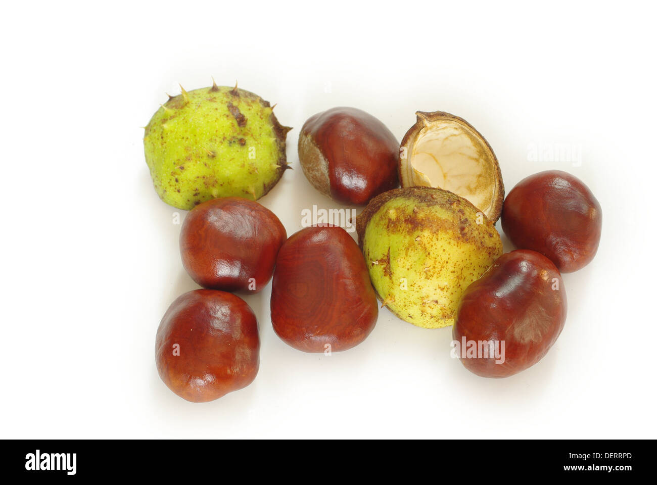 fruit and shell of horse-chestnut on white background Stock Photo - Alamy