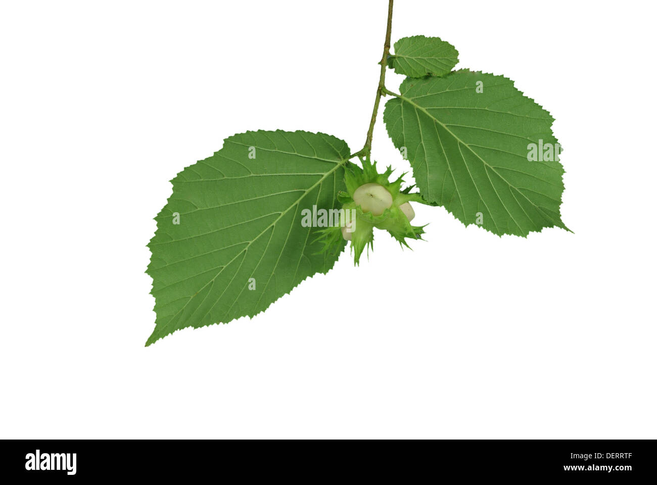 Hazel tree sprig hi-res stock photography and images - Alamy